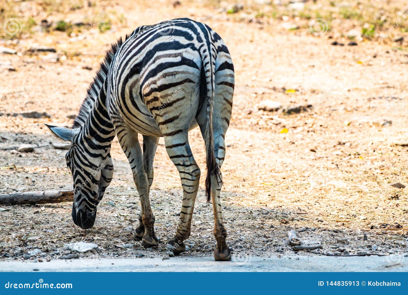 A Zebra in Thai stock image. Image of skin, black, exotic - 144835913