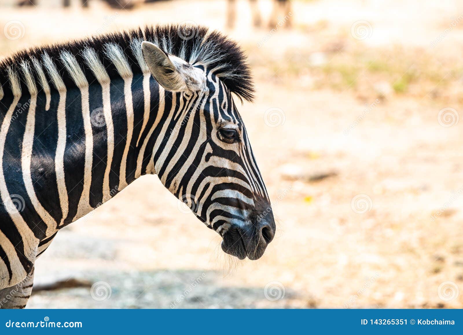Zebra in Thai zoo stock image. Image of action, african - 143265351