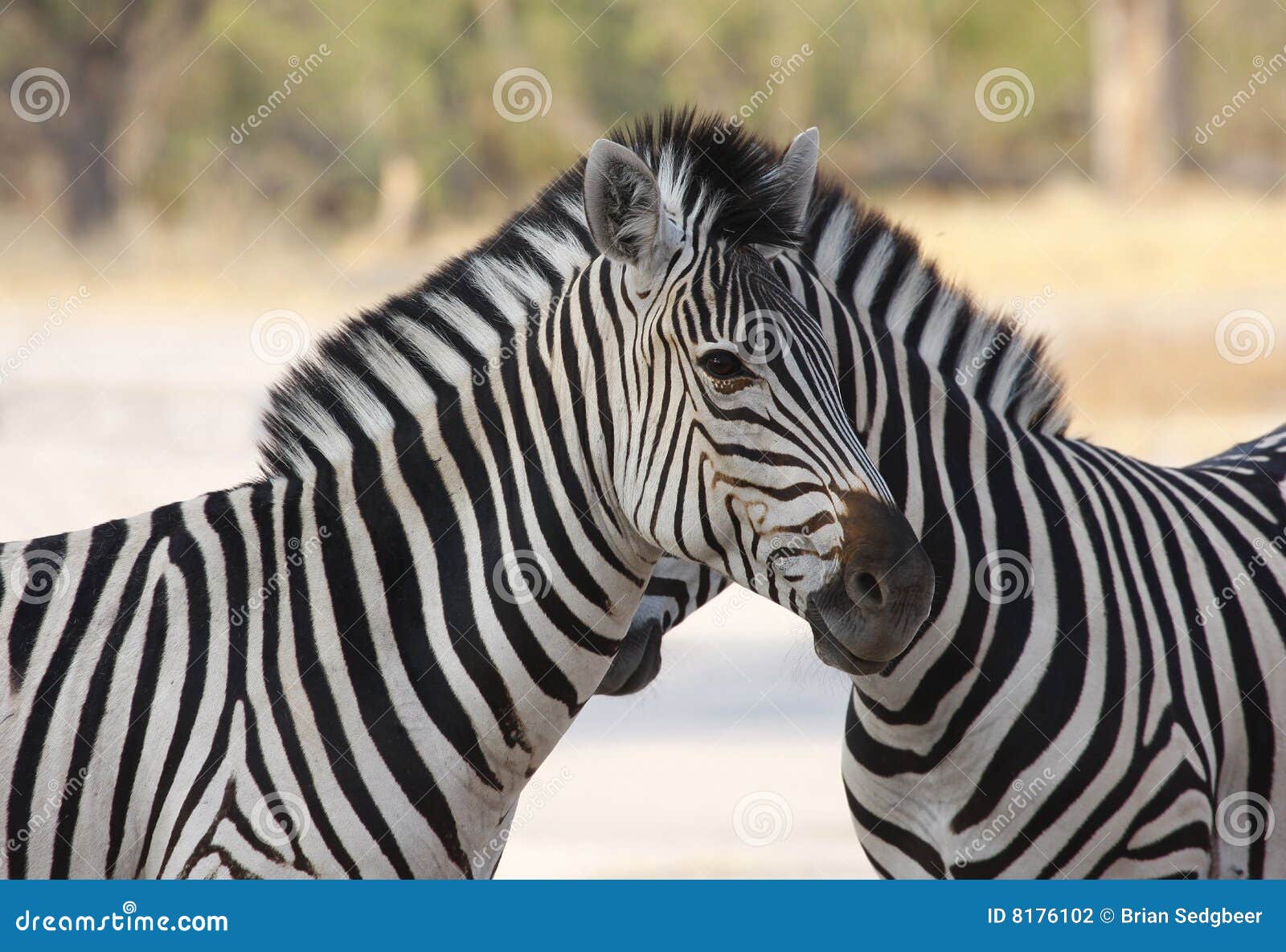 Zebra Togetherness stock photo. Image of grazers, equus - 8176102