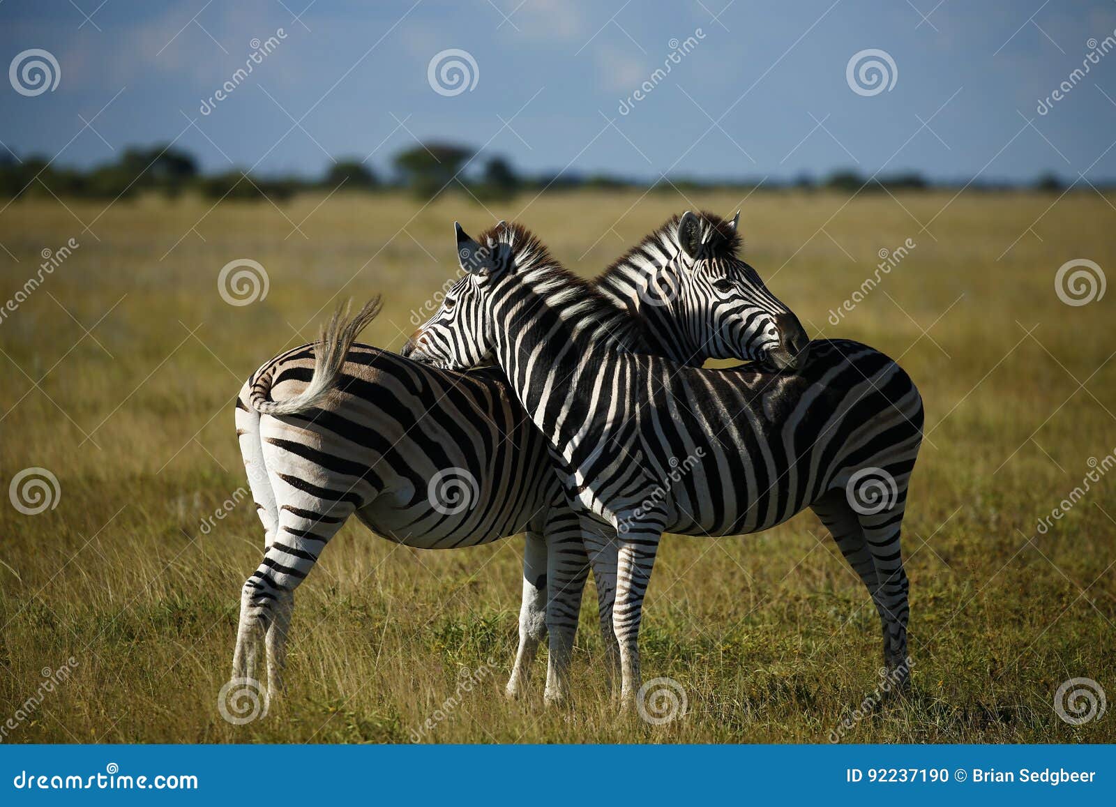 Zebra Togetherness Scratching Stock Photo - Image of equus, choebe ...