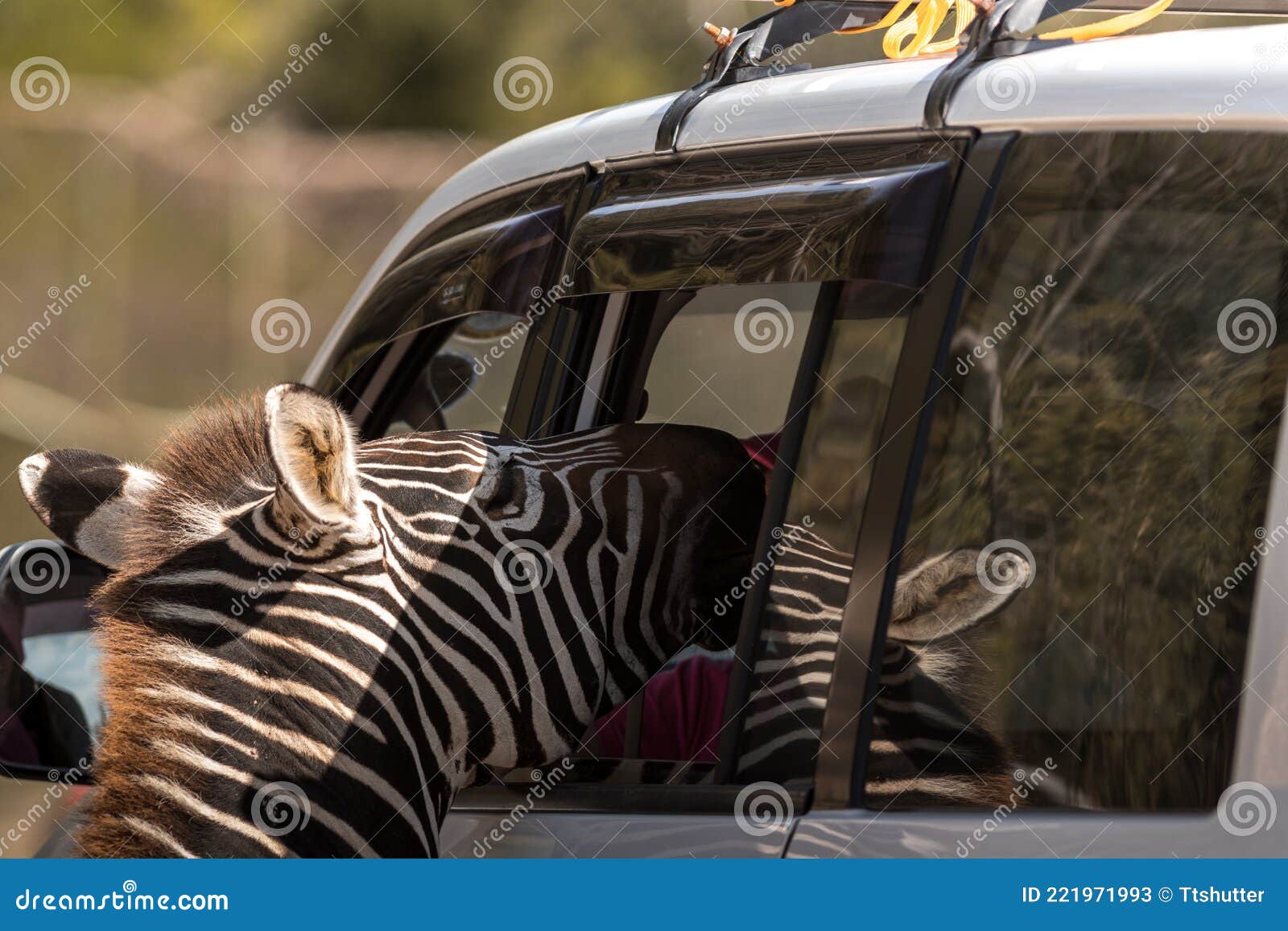 Zebra with tourists car stock image. Image of tame, friendly - 221971993