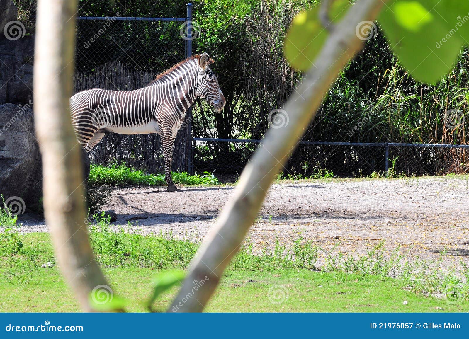 Zebra and Tree stock image. Image of skin, beasts, florida - 21976057
