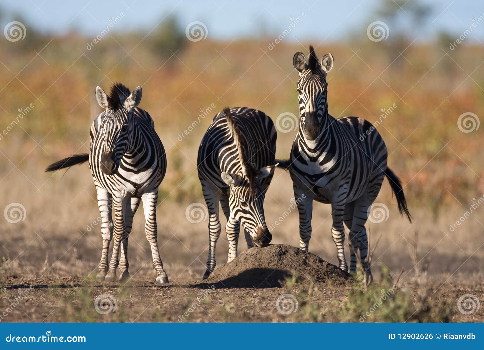 Zebra Trio stock photo. Image of mammal, safari, wildlife - 12902626