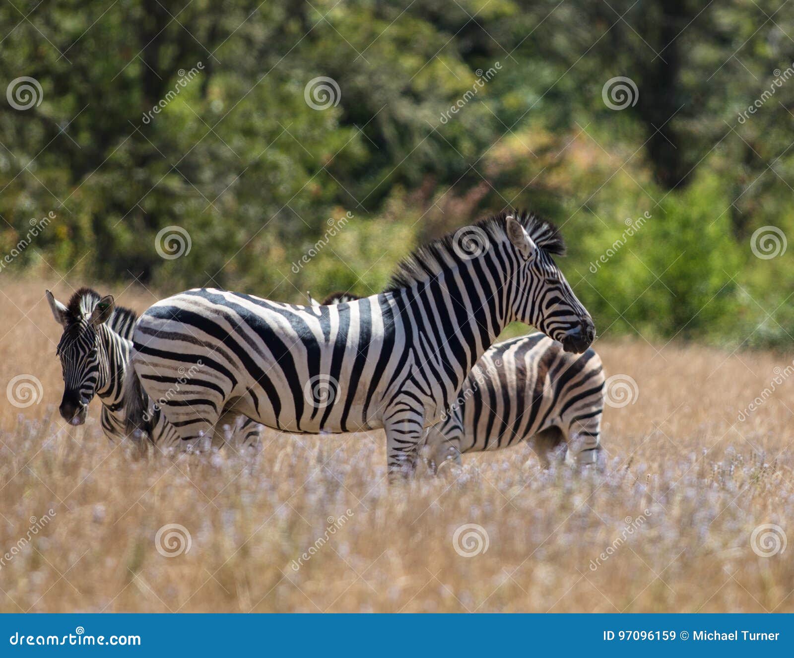Zebra Trio stock image. Image of guard, skin, national - 97096159
