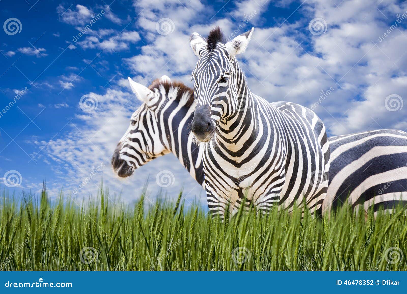 Zebra Trio stock photo. Image of herbivore, fort, safari - 46478352