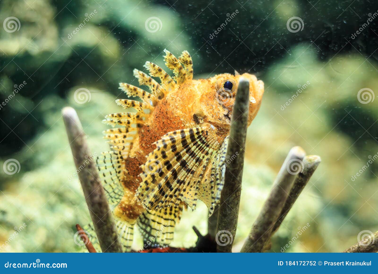 Zebra Turkeyfish Underwater Thailand Stock Photo - Image of butterfly ...