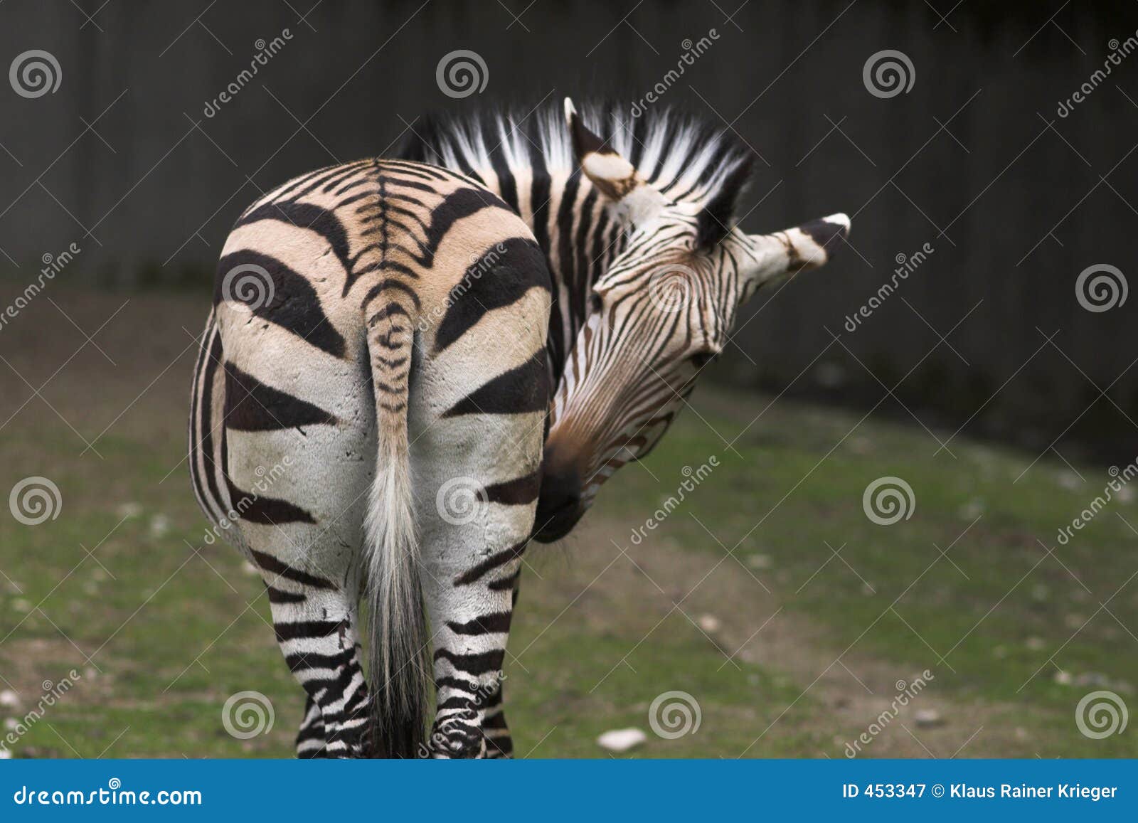 Zebra turning his head stock image. Image of backside, striped - 453347