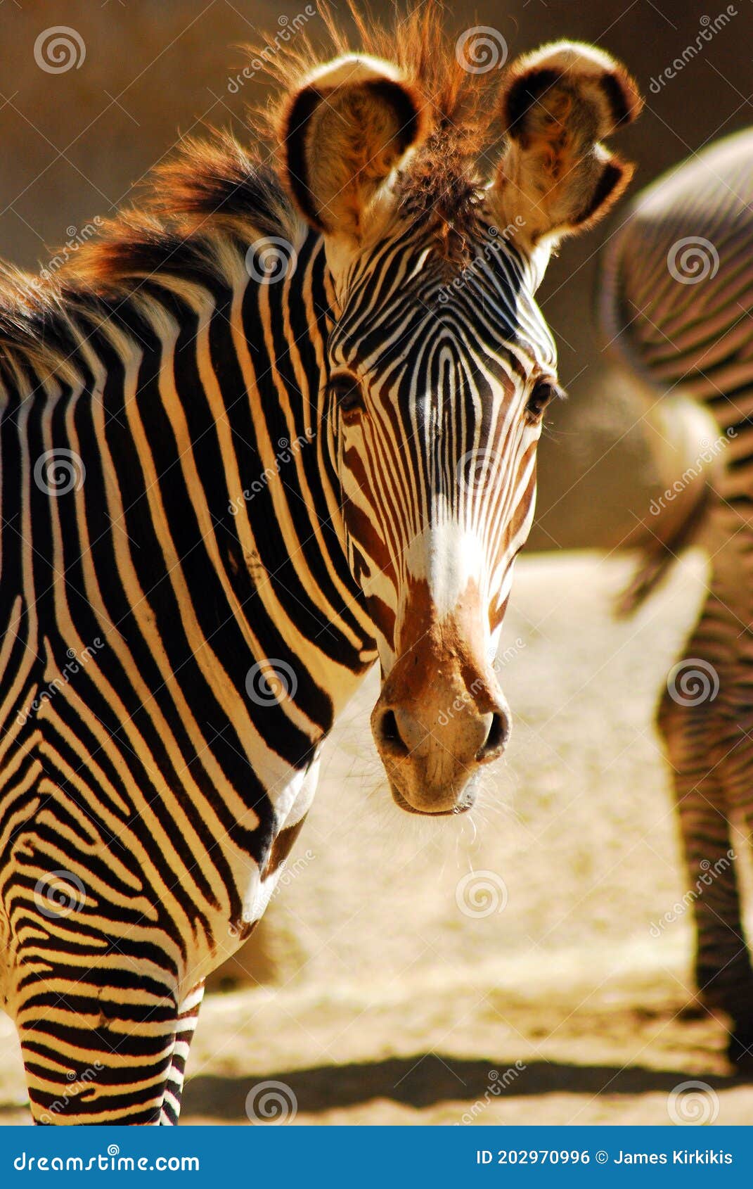 A zebra turns to pose stock photo. Image of diego, hairy - 202970996