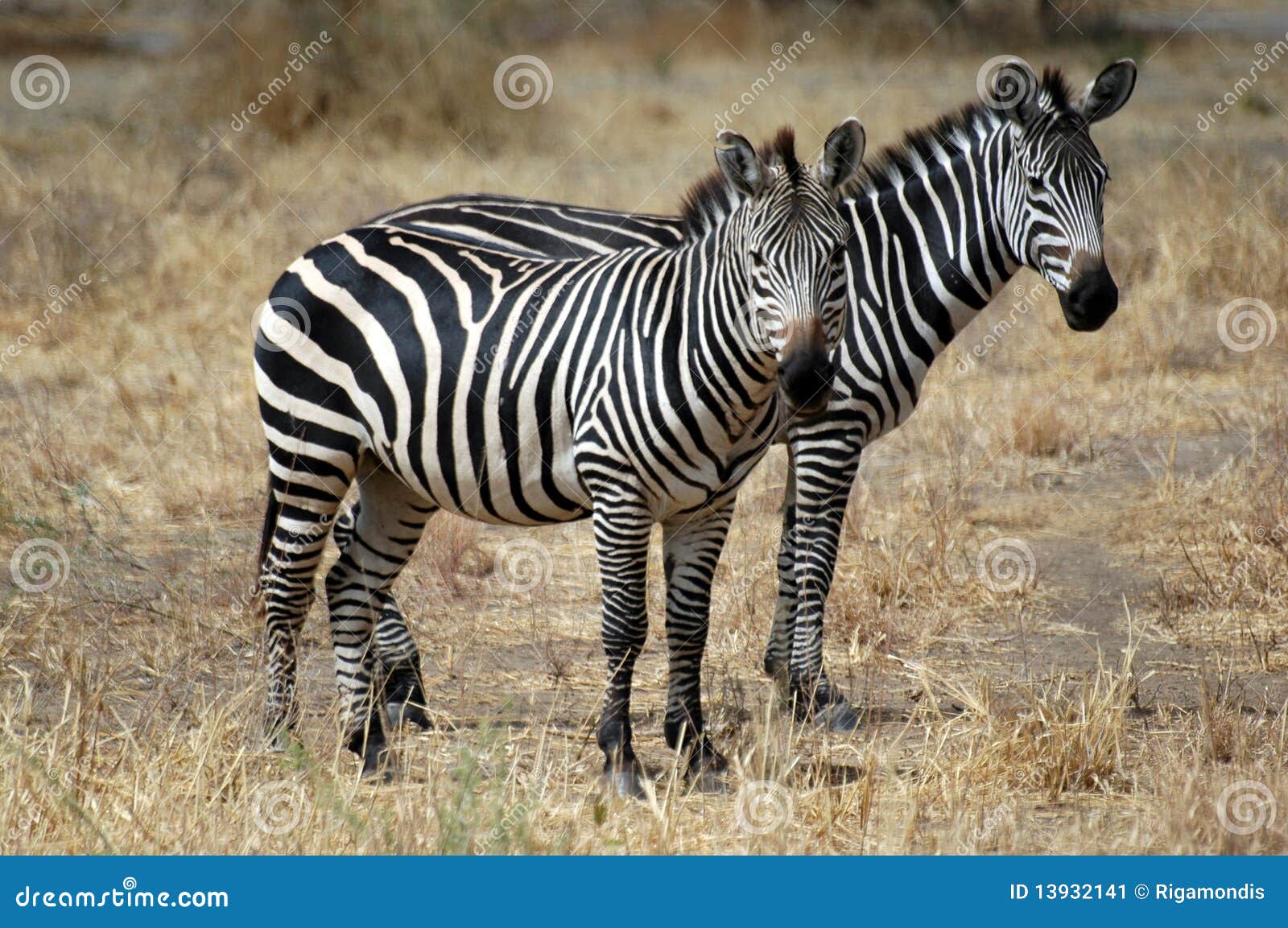 Zebra Twin stock image. Image of wilderness, white, nature - 13932141