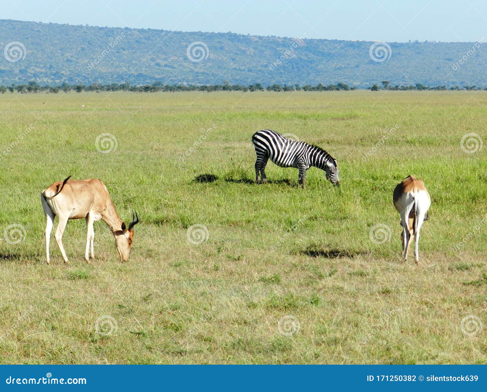 A Zebra and Two Antelopes Grazing in the African Savannah Stock Photo ...