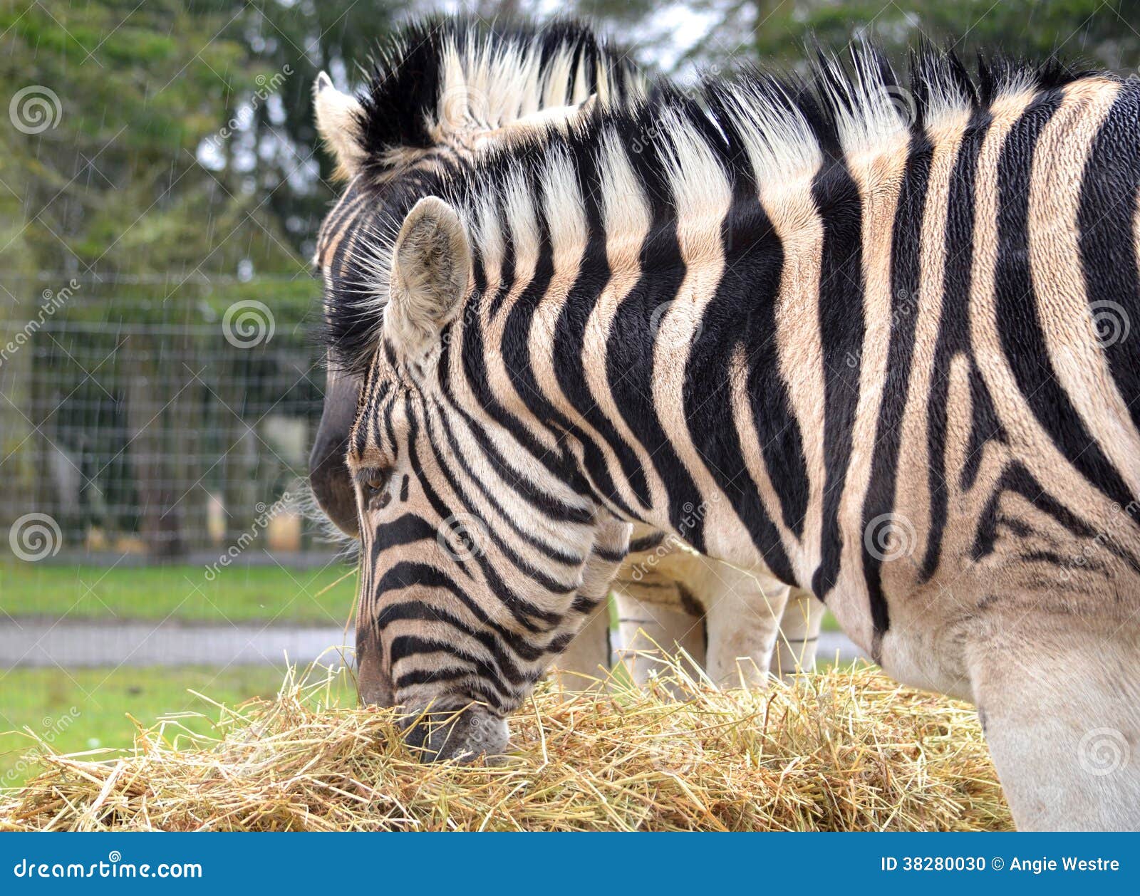 Zebra stock photo. Image of like, grazing, horse, animals - 38280030