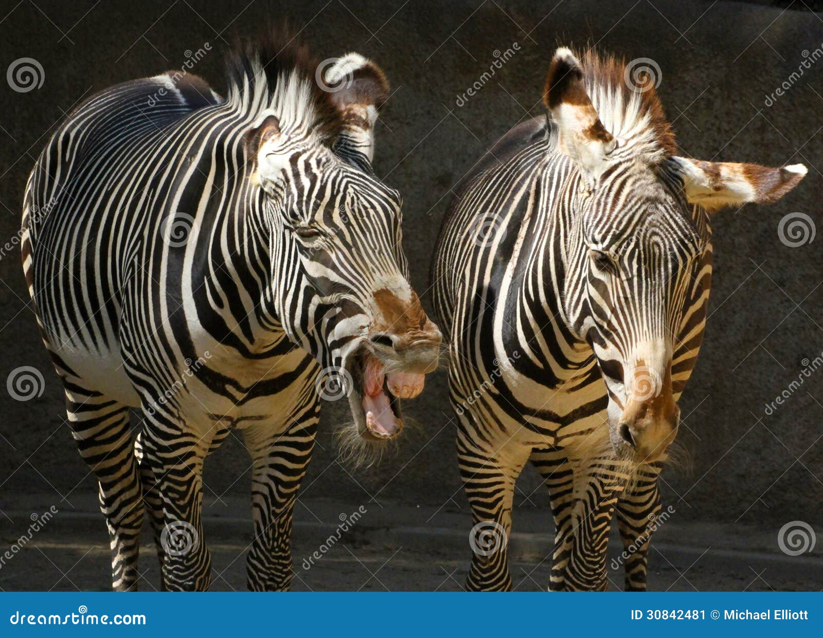 Zebra stock image. Image of animated, dominance, bite - 30842481