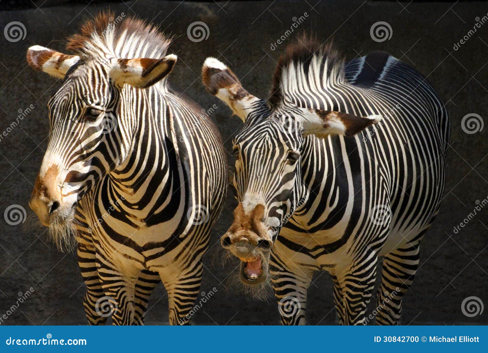 Zebra stock photo. Image of hoofstock, highlighted, front - 30842700