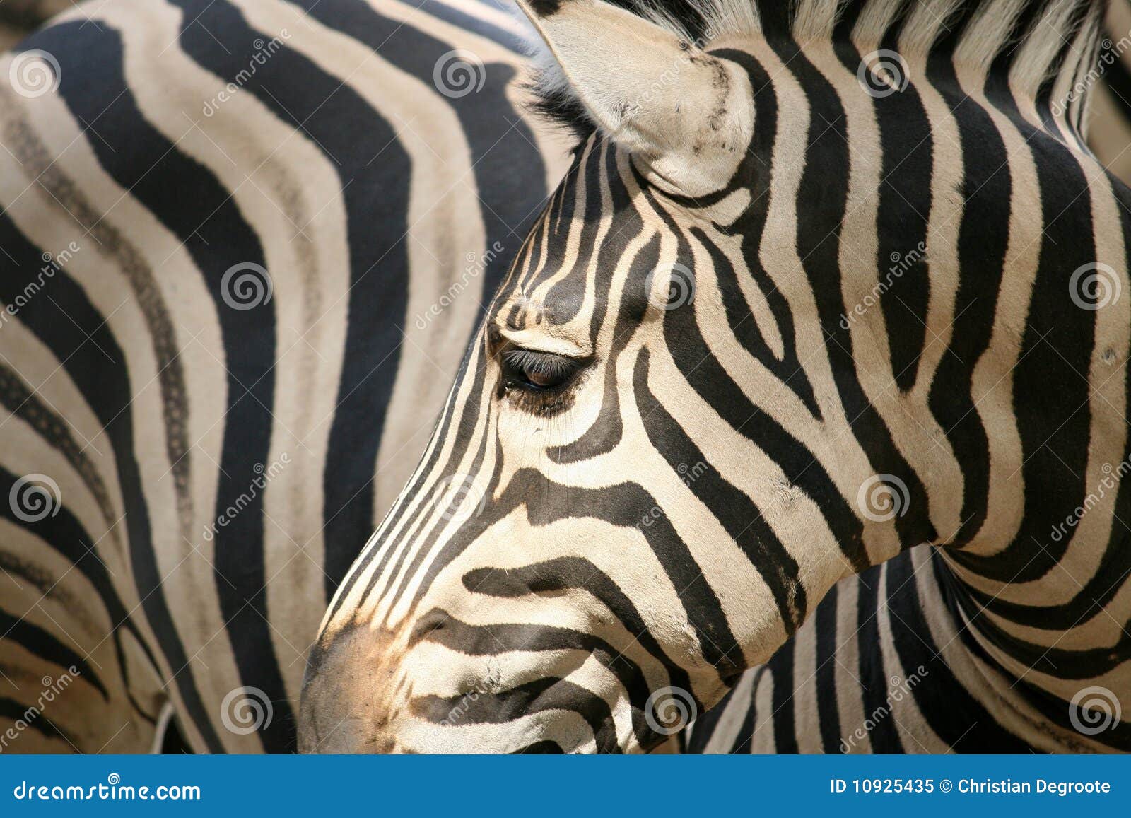 Zebra up close stock image. Image of animal, africa, white - 10925435