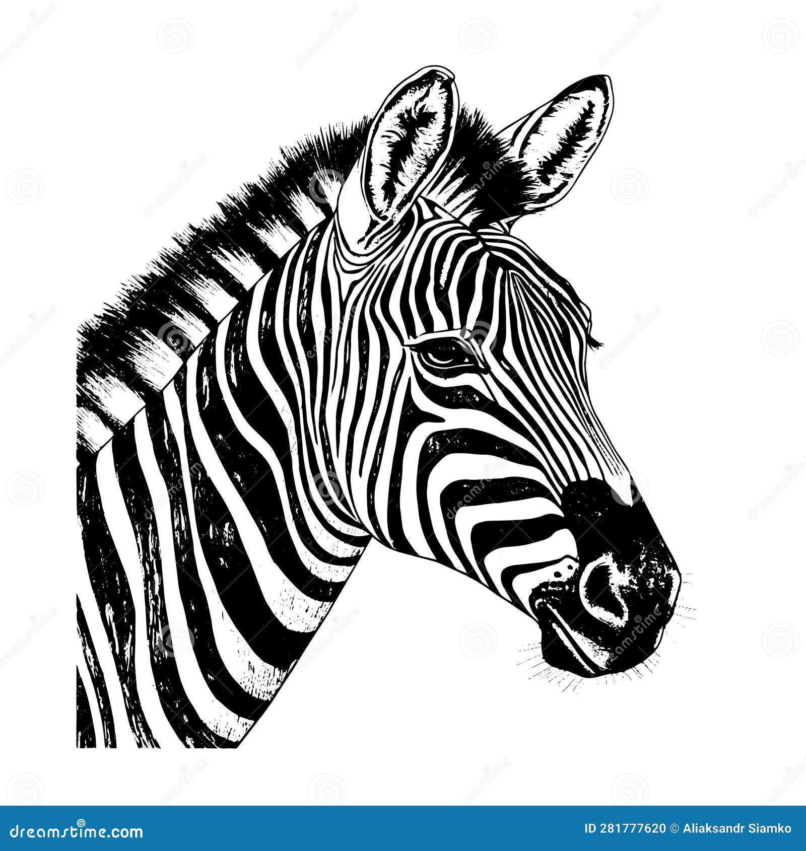 Zebra Vector Drawing. Isolated Hand Drawn, Engraved Style Illustration ...