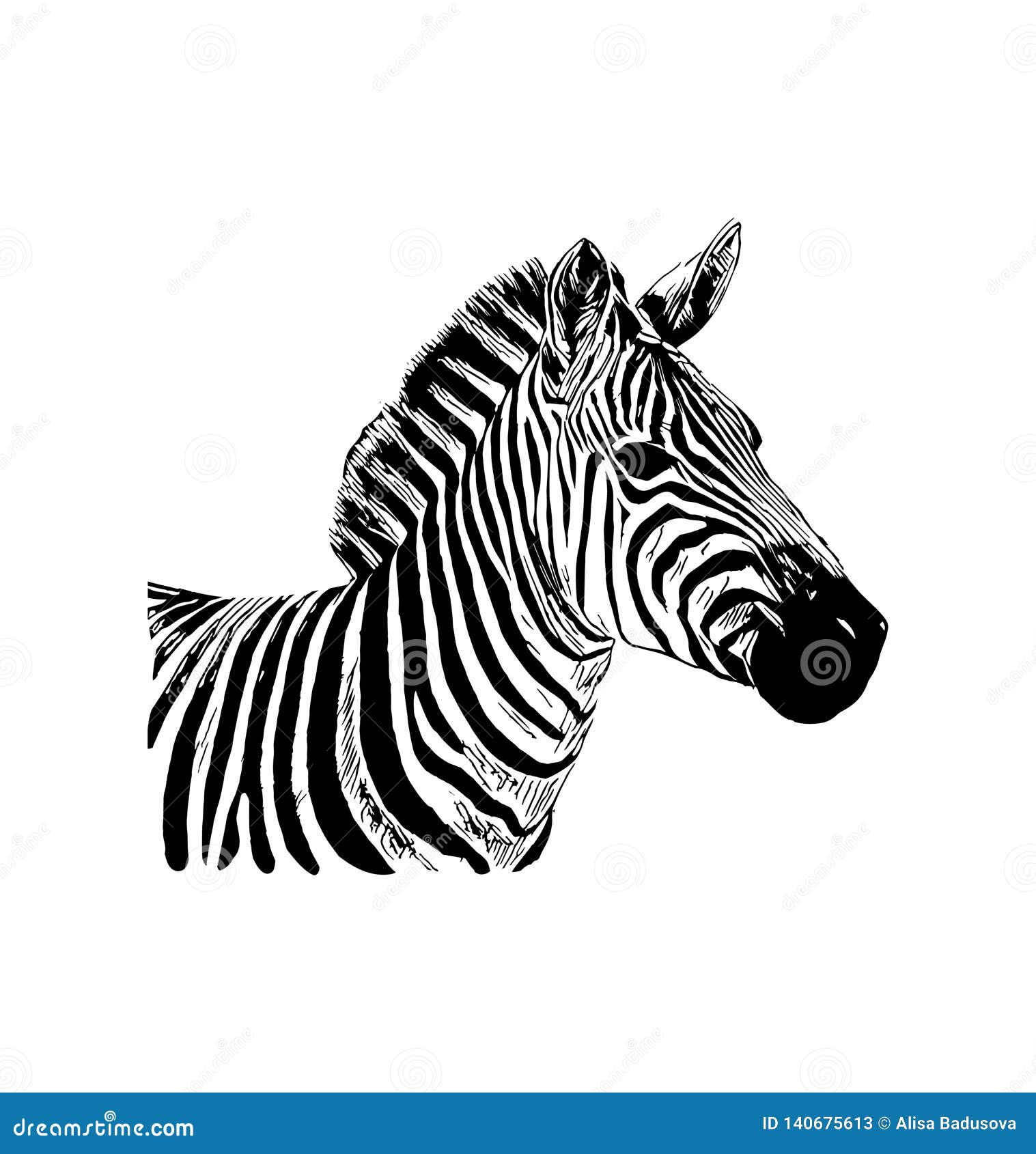 Zebra Vector Hand Drawn Graphic Illustration on White Background Stock ...