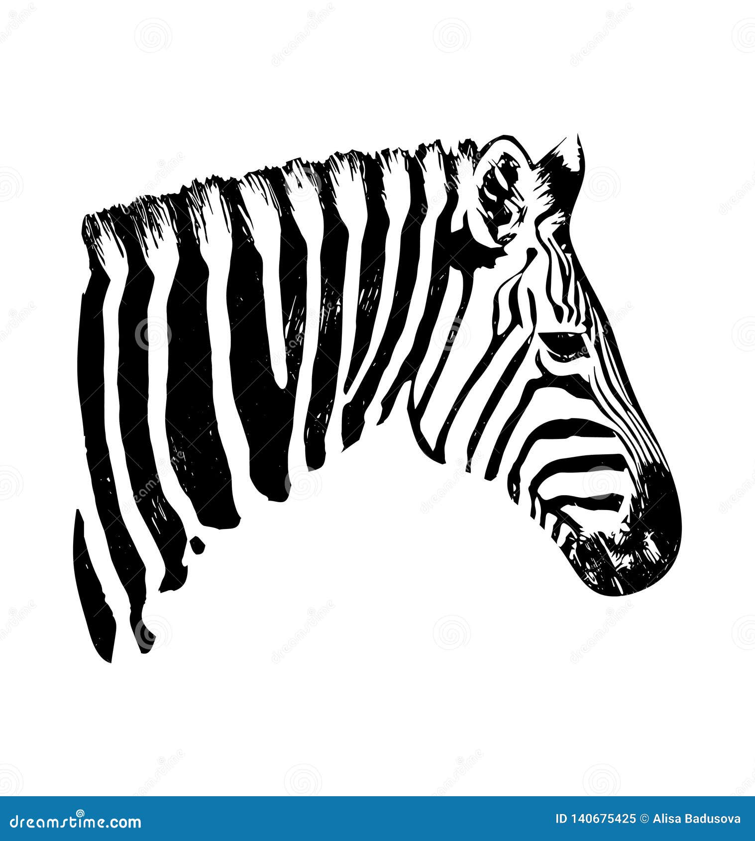 Zebra Vector Hand Drawn Graphic Illustration on White Background Stock ...