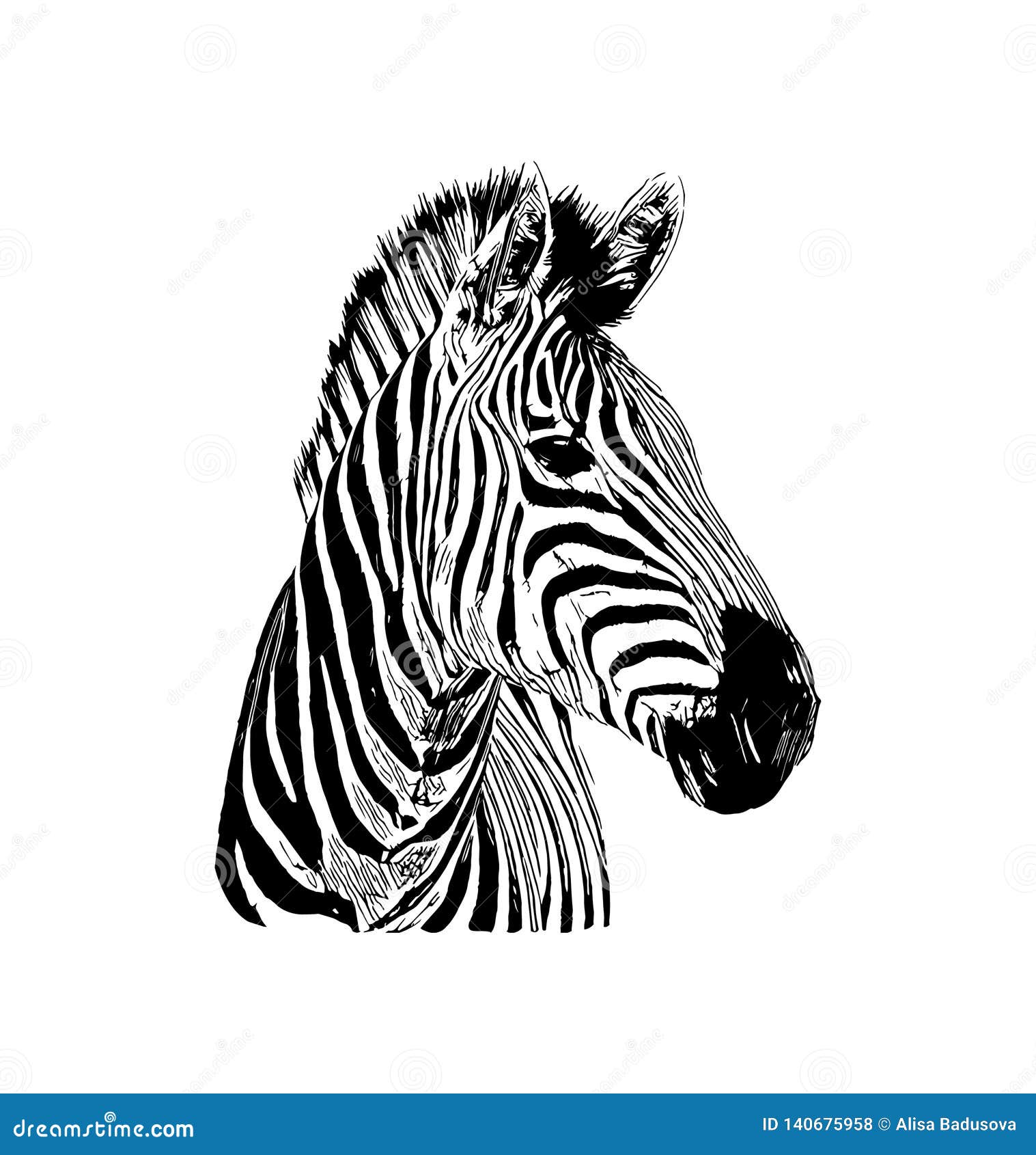 Zebra Vector Hand Drawn Graphic Illustration on White Background Stock ...