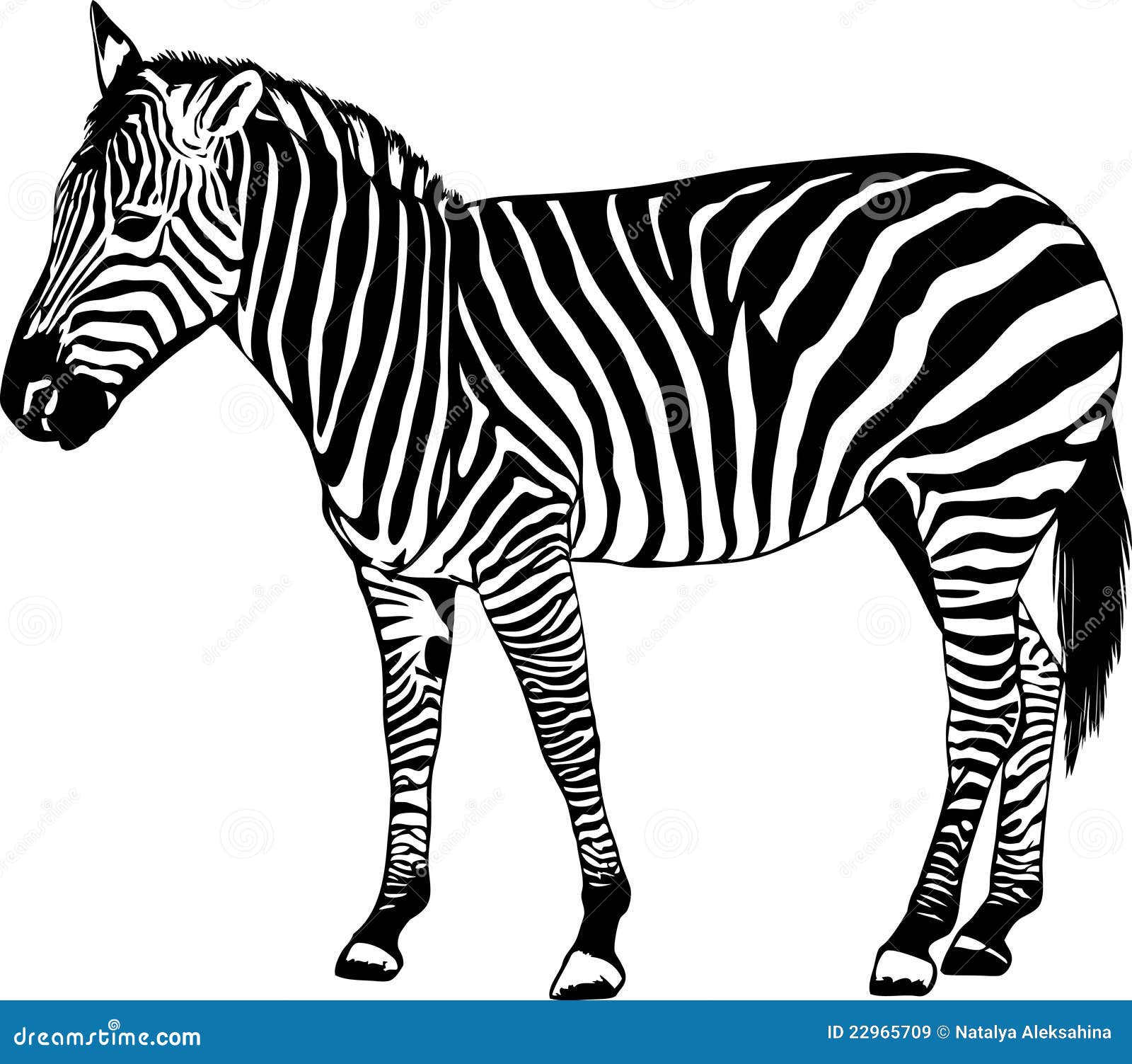 Zebra vector illustration stock vector. Illustration of stallion - 22965709