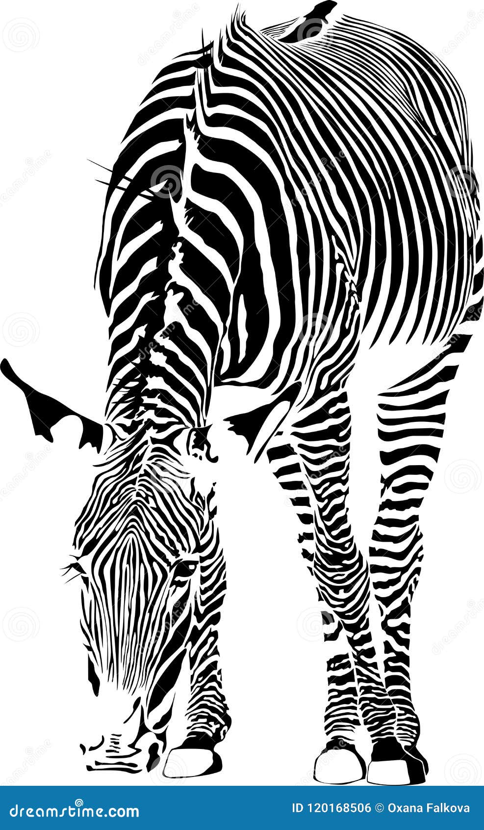 Zebra stock vector. Illustration of vector, hoof, markings - 120168506