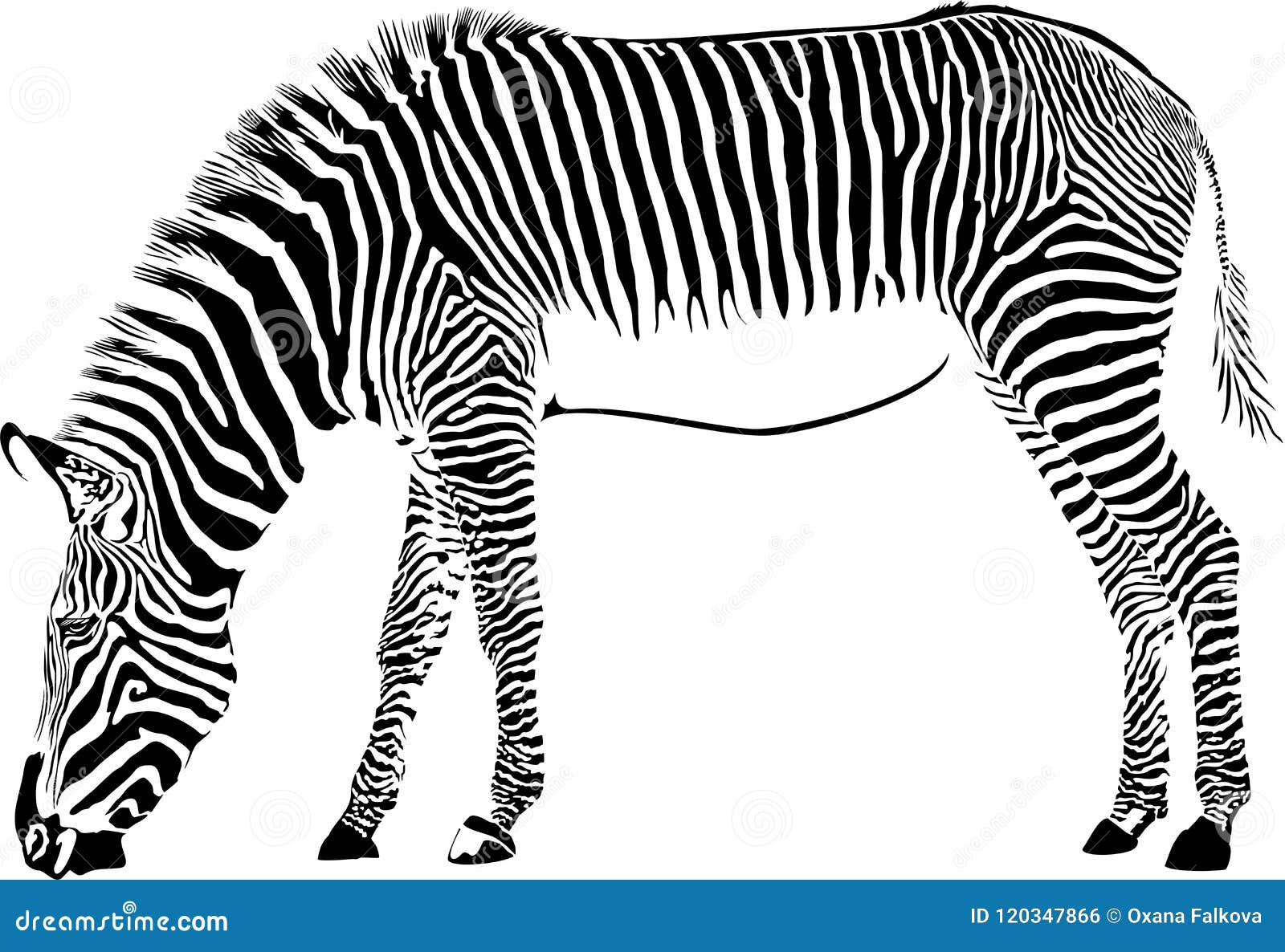 Zebra stock vector. Illustration of shape, stallion - 120347866