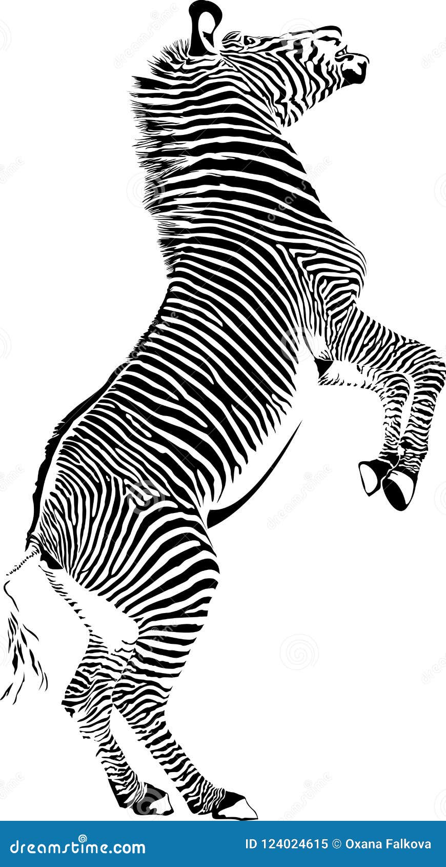 Zebra stock vector. Illustration of hoof, zebra, black - 124024615