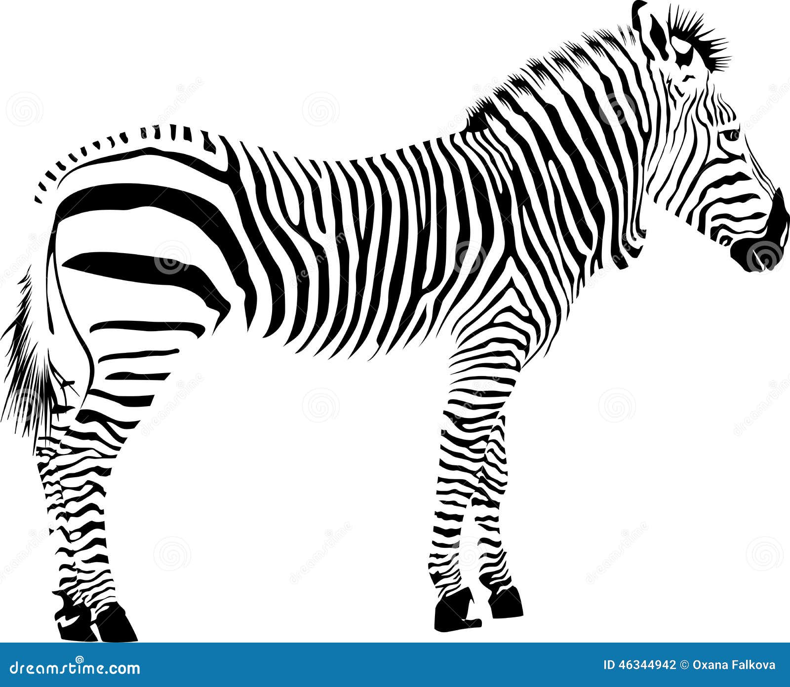 Zebra stock vector. Illustration of safari, wild, lines - 46344942