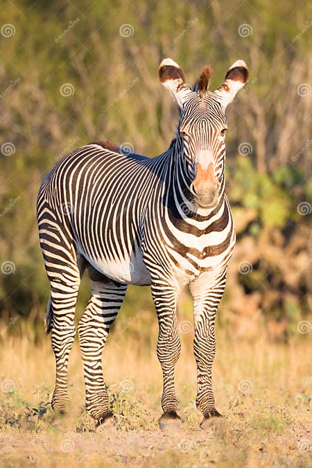Zebra in Vertical Photograph Stock Image - Image of light, portrait ...