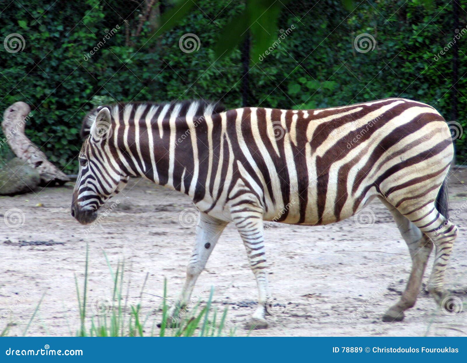 The Zebra walk stock image. Image of lakis, walk, nature - 78889