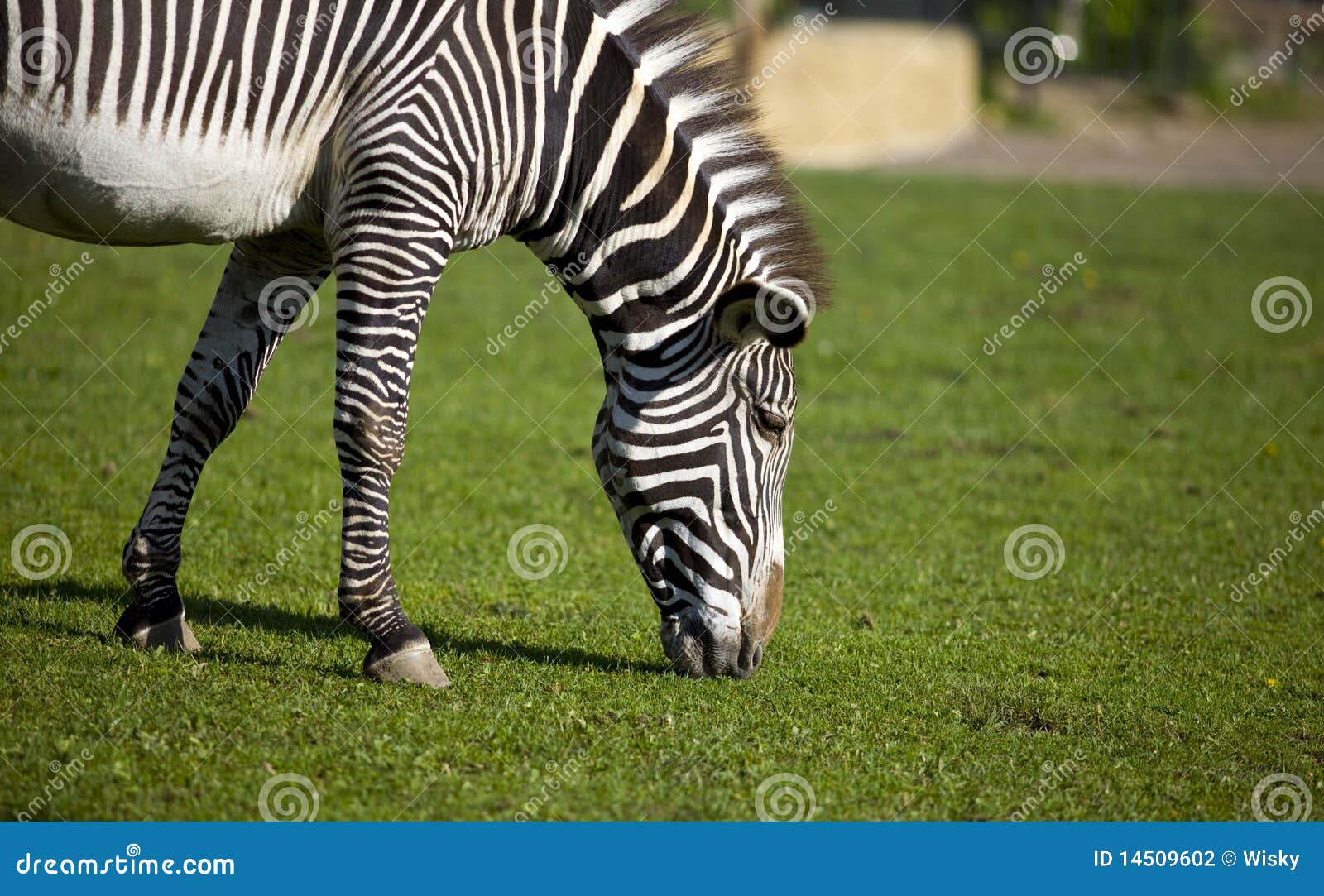 Zebra walk on grass stock photo. Image of scenics, summer - 14509602