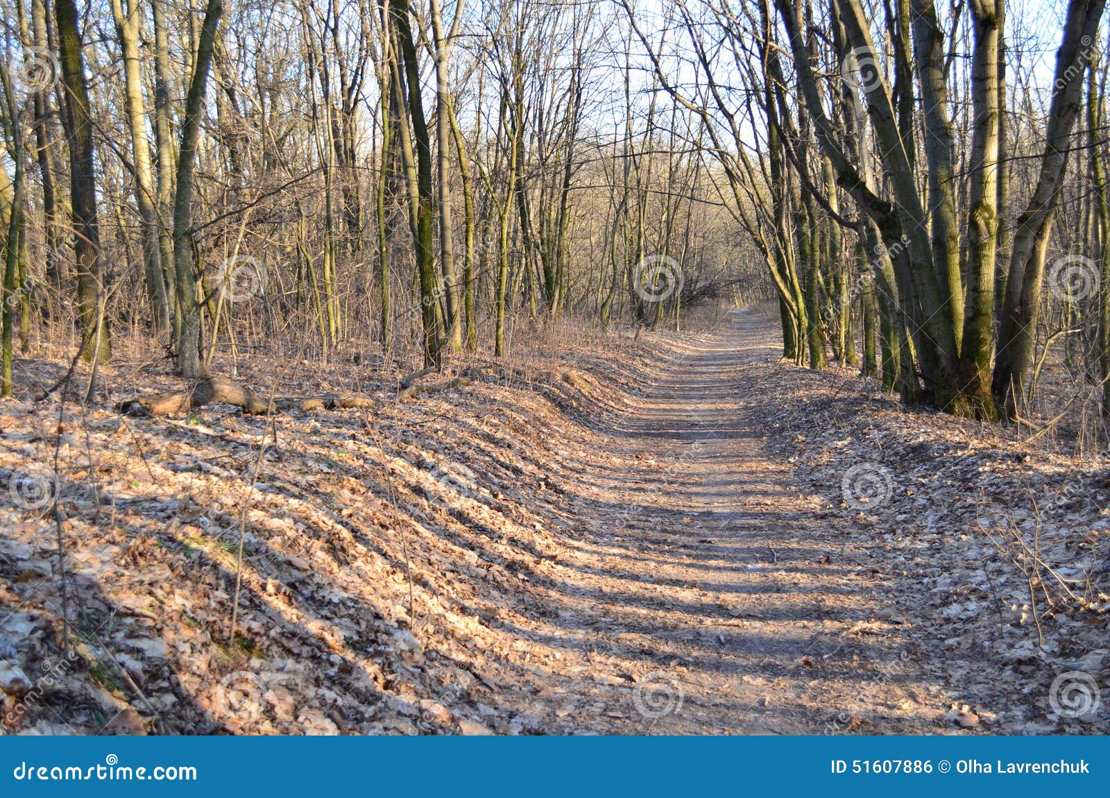 Zebra walk stock photo. Image of zebra, shadows, plants - 51607886