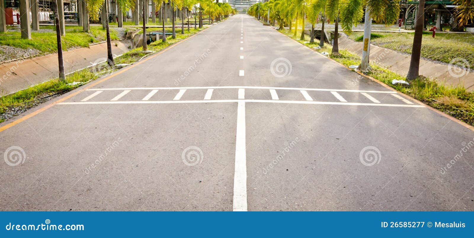 Zebra Walk Way with Palms and Ditch Stock Image - Image of road, safety ...