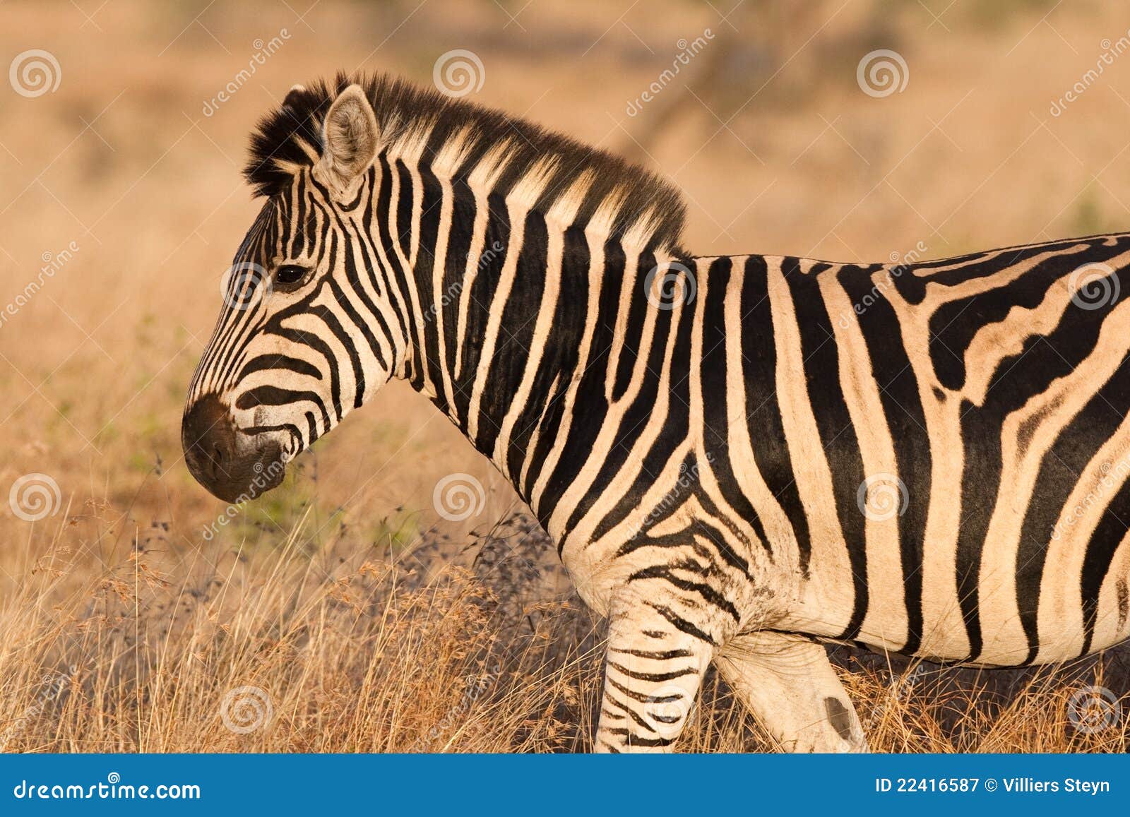 Zebra walking stock image. Image of drive, game, pattern - 22416587