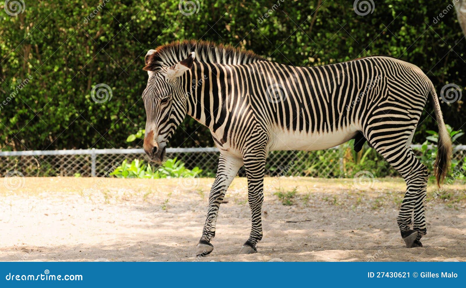 Zebra walking stock image. Image of stripes, south, closeup - 27430621
