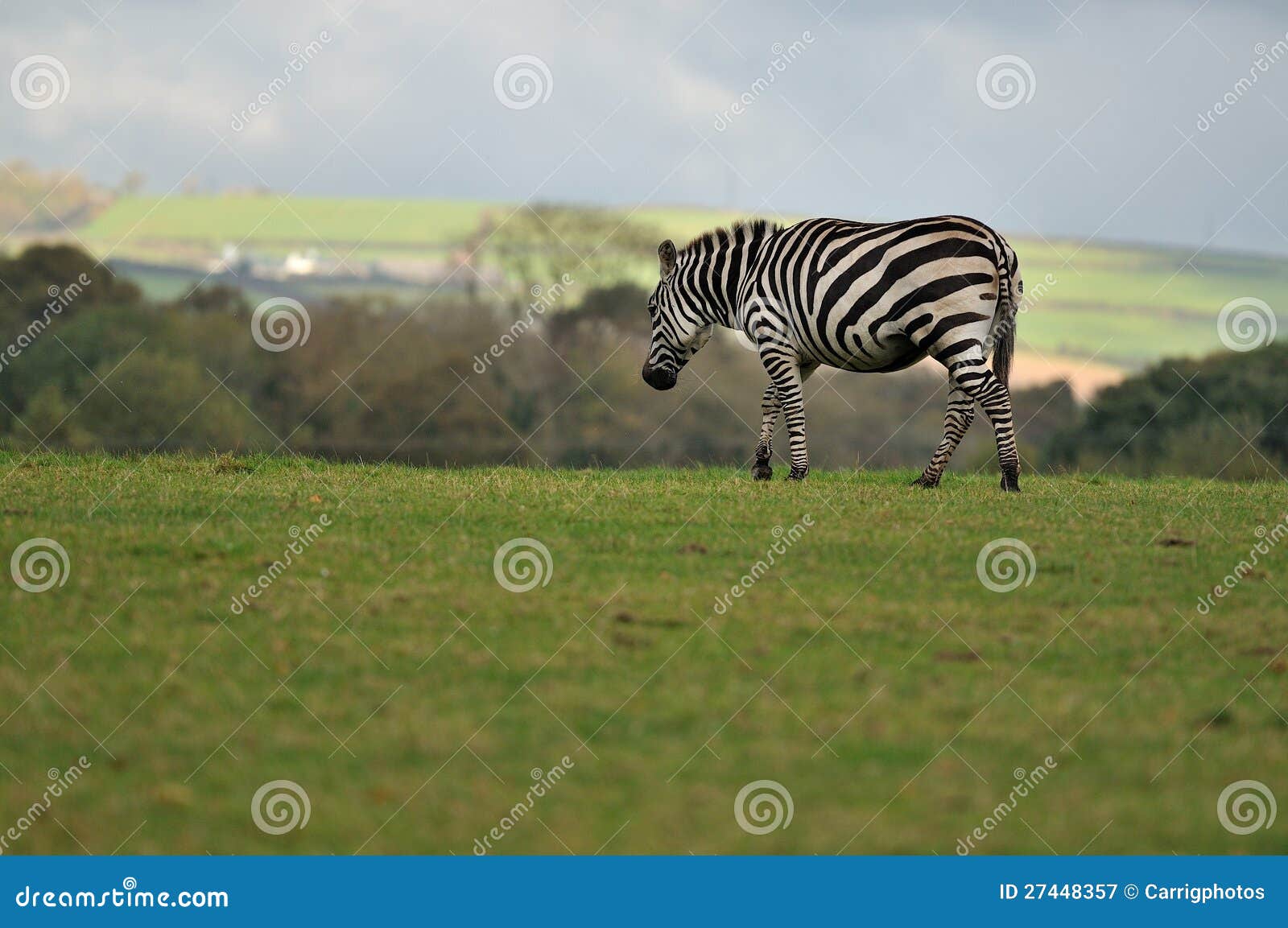 Zebra walking stock image. Image of grass, walking, park - 27448357