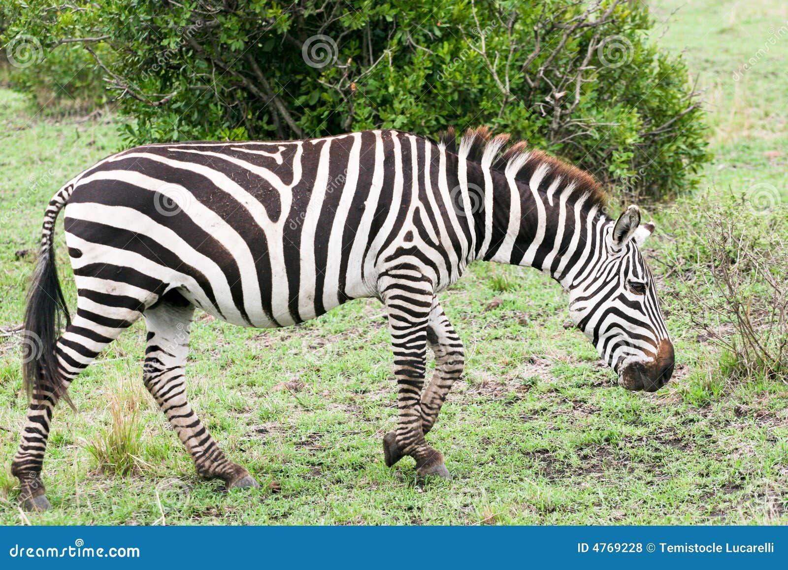 Zebra walking stock photo. Image of safari, wildlife, travel - 4769228
