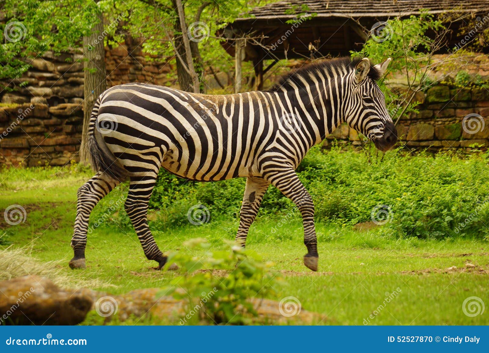 Zebra walking. stock photo. Image of wildlife, neat, nature - 52527870
