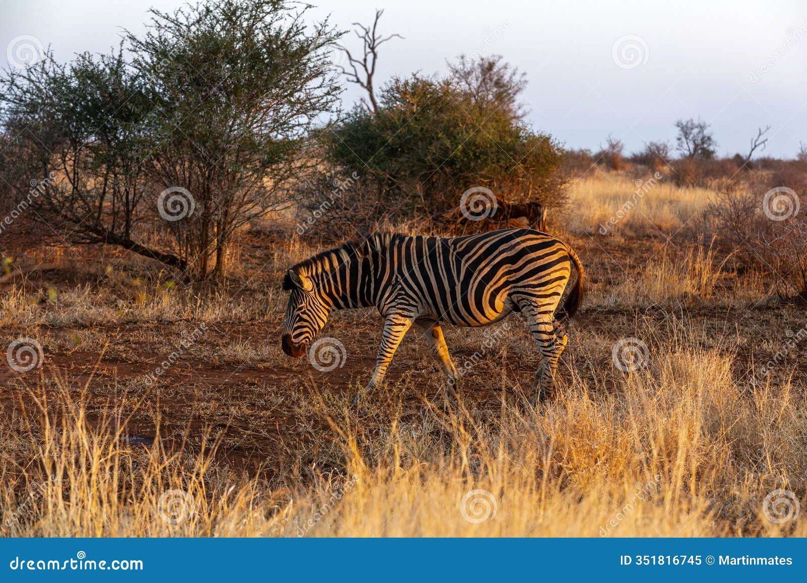 Zebra Walking Alone on the Steppe of Kruger National Park during Sunset ...