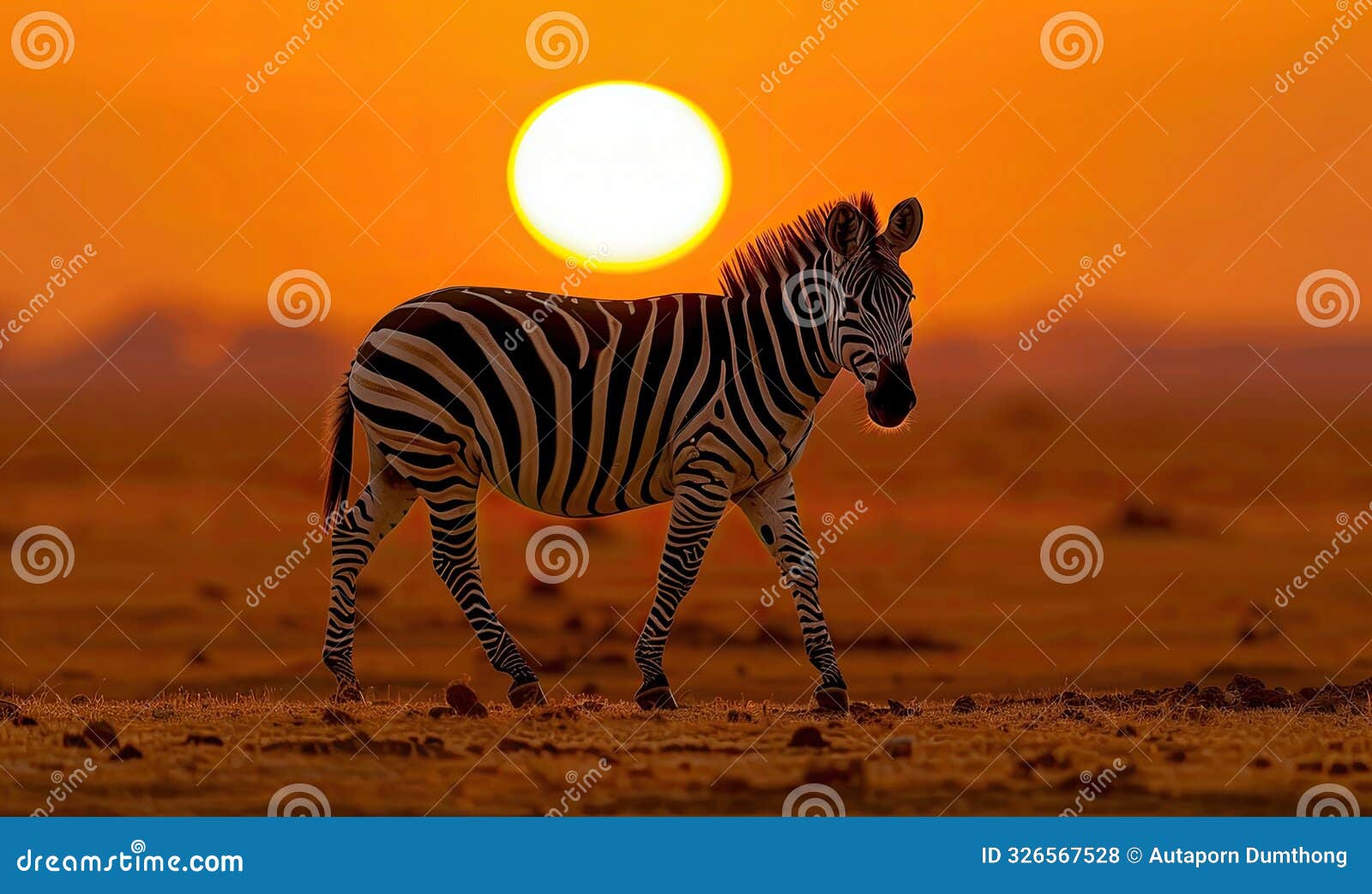 A Zebra Walking in the Desert at Sunset with a Large Sun in the ...