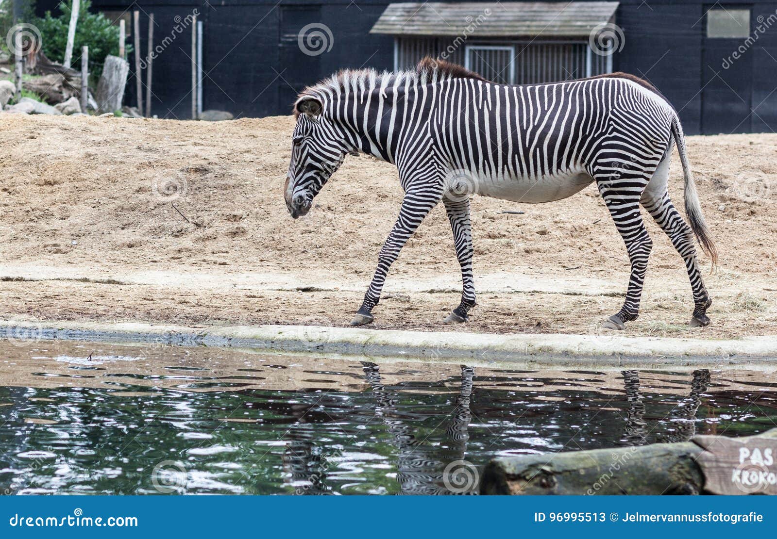 Zebra walking stock image. Image of nature, savanna, outdoor - 96995513