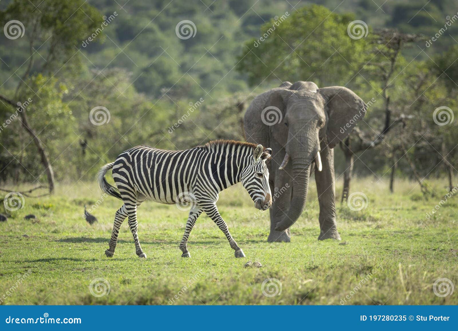 Zebra Walking with Elephant in the Background in Ol Pajeta Conservancy ...
