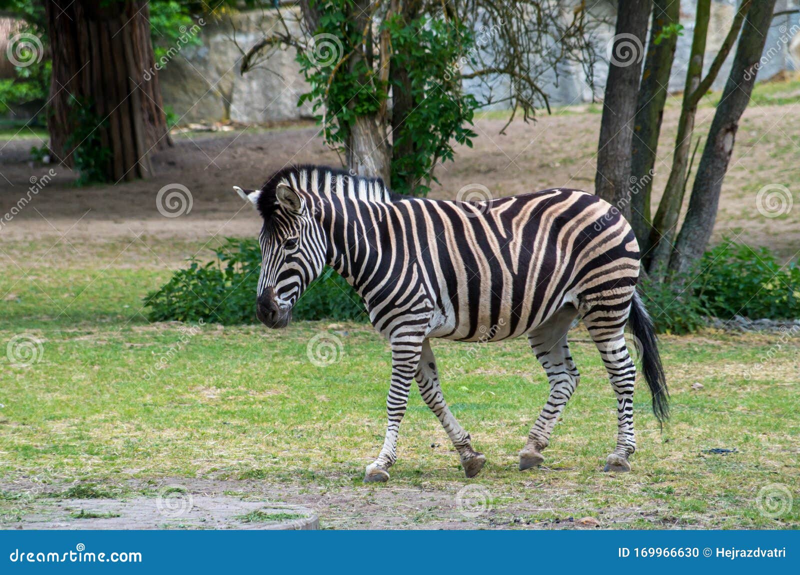 Zebra walking forward stock photo. Image of safari, wildlife - 169966630