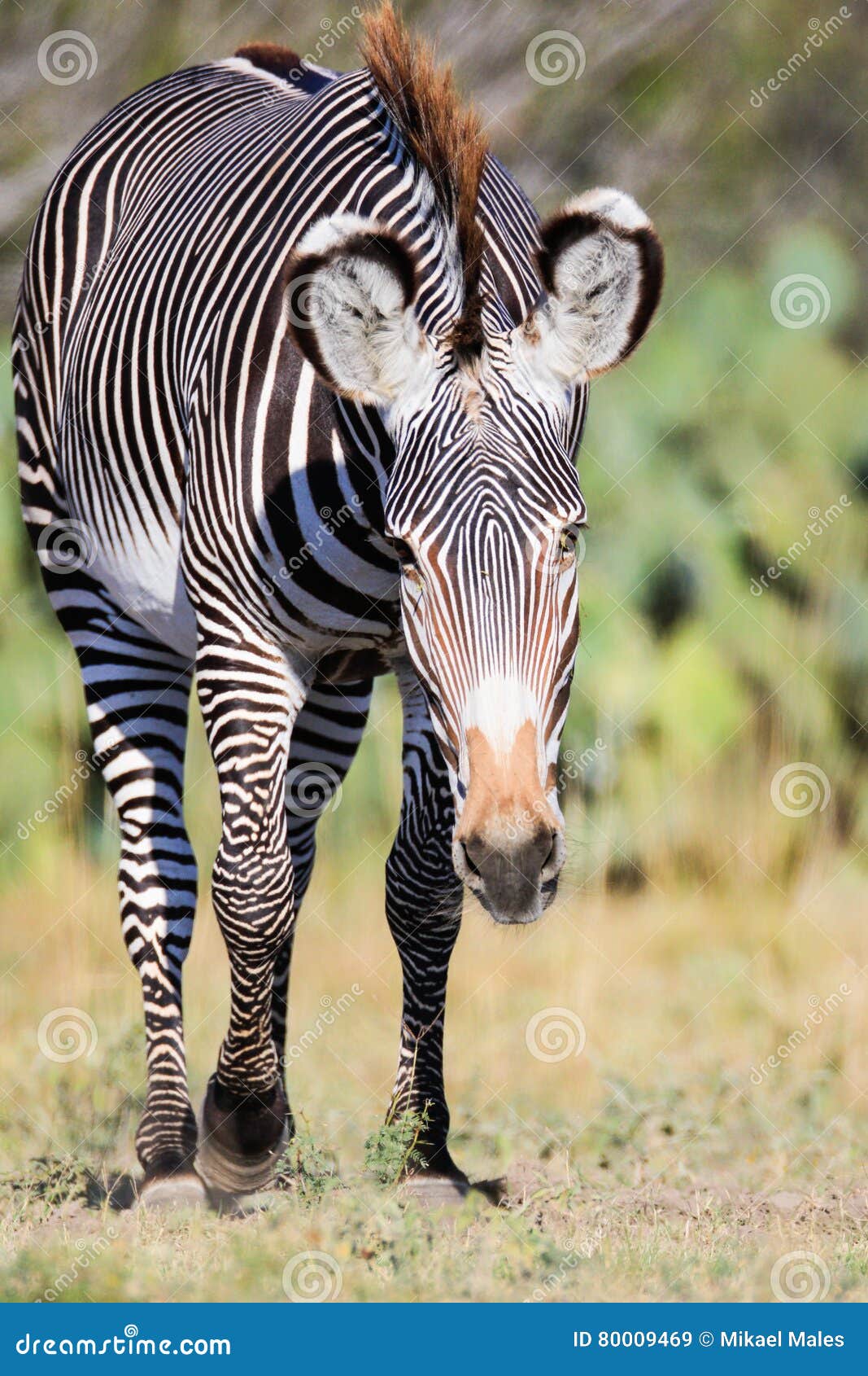 Zebra Walking with His Head Down Stock Image - Image of stripe, equine ...