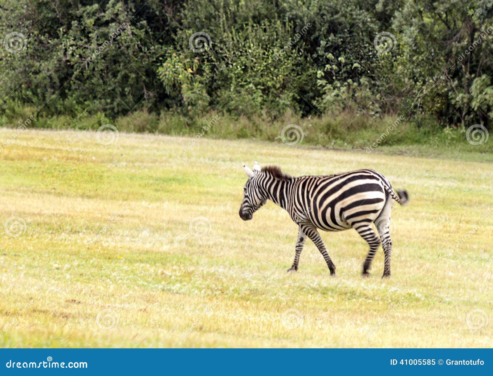 Zebra walking editorial image. Image of pattern, kenia - 41005585