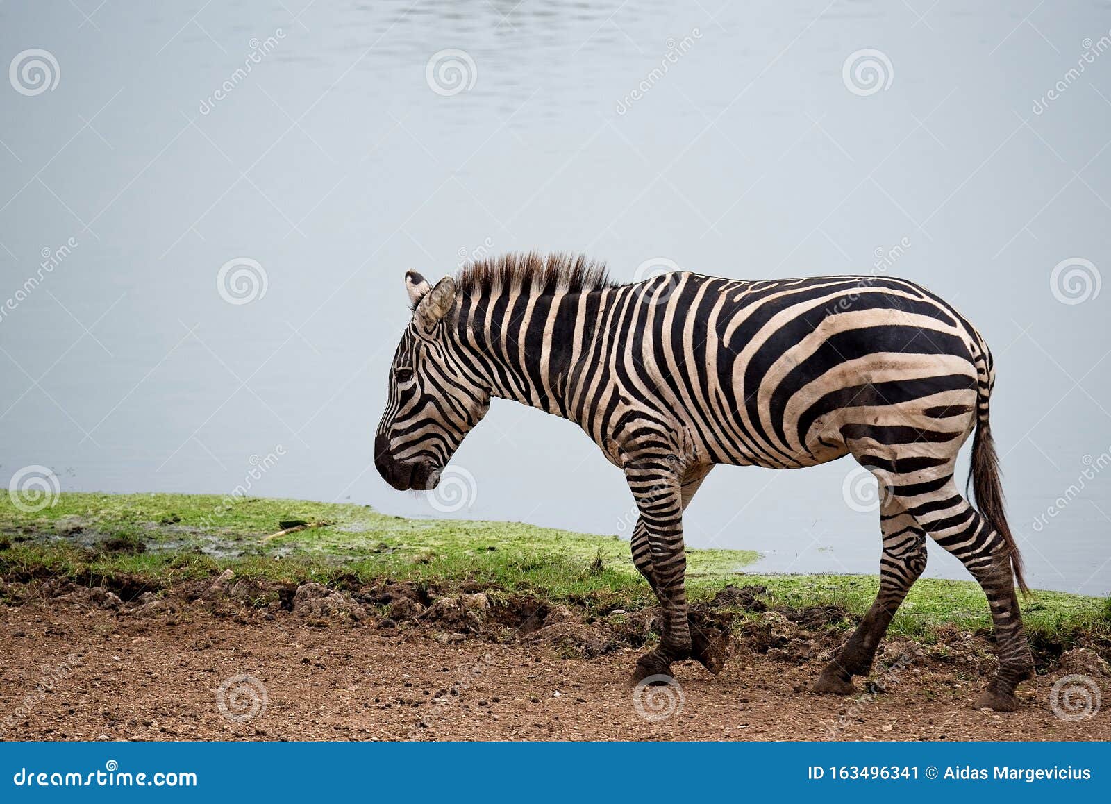 Zebra walking stock image. Image of animals, fauna, south - 163496341