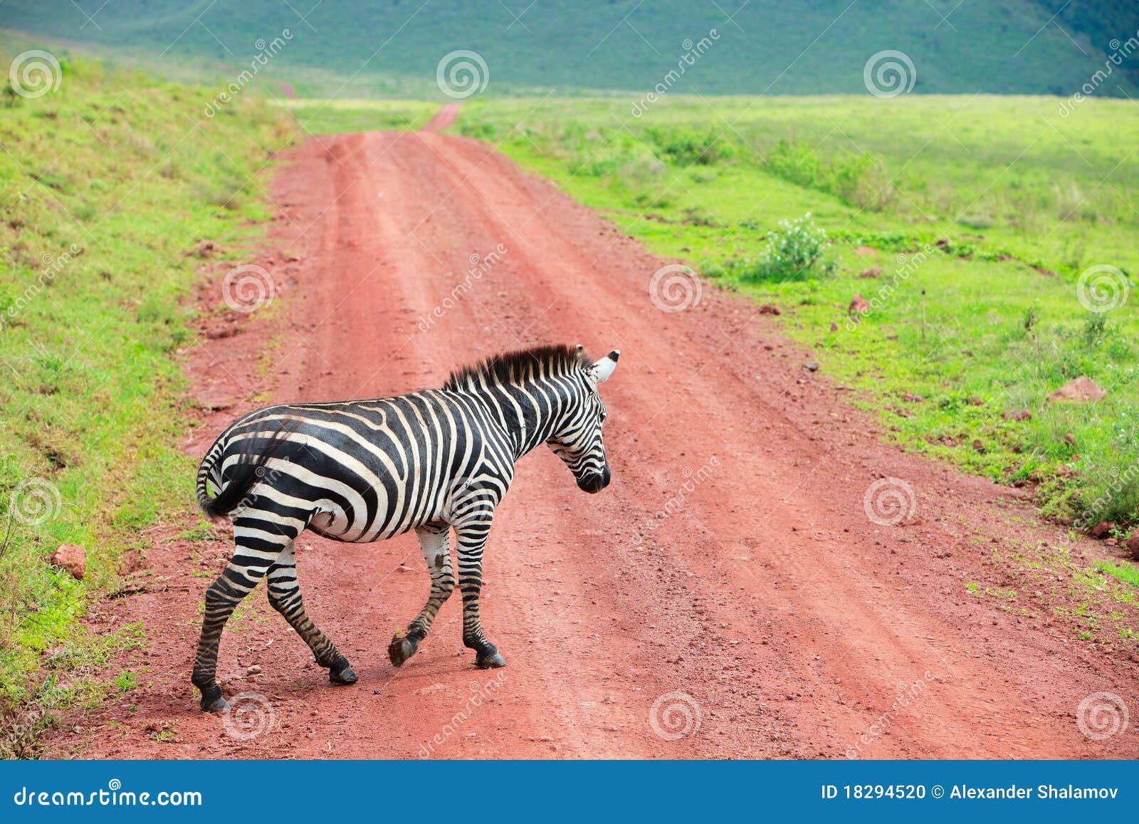Zebra walking at road stock photo. Image of stripes, african - 18294520