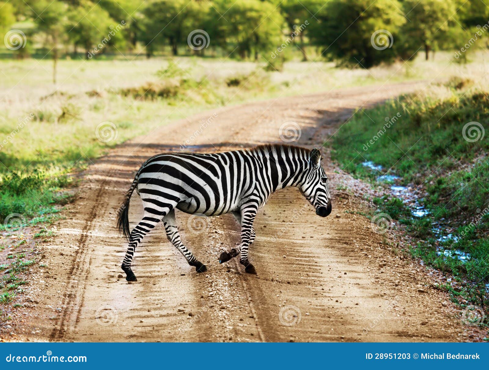 Zebra Walking on Road on African Savanna. Stock Image - Image of sunny ...