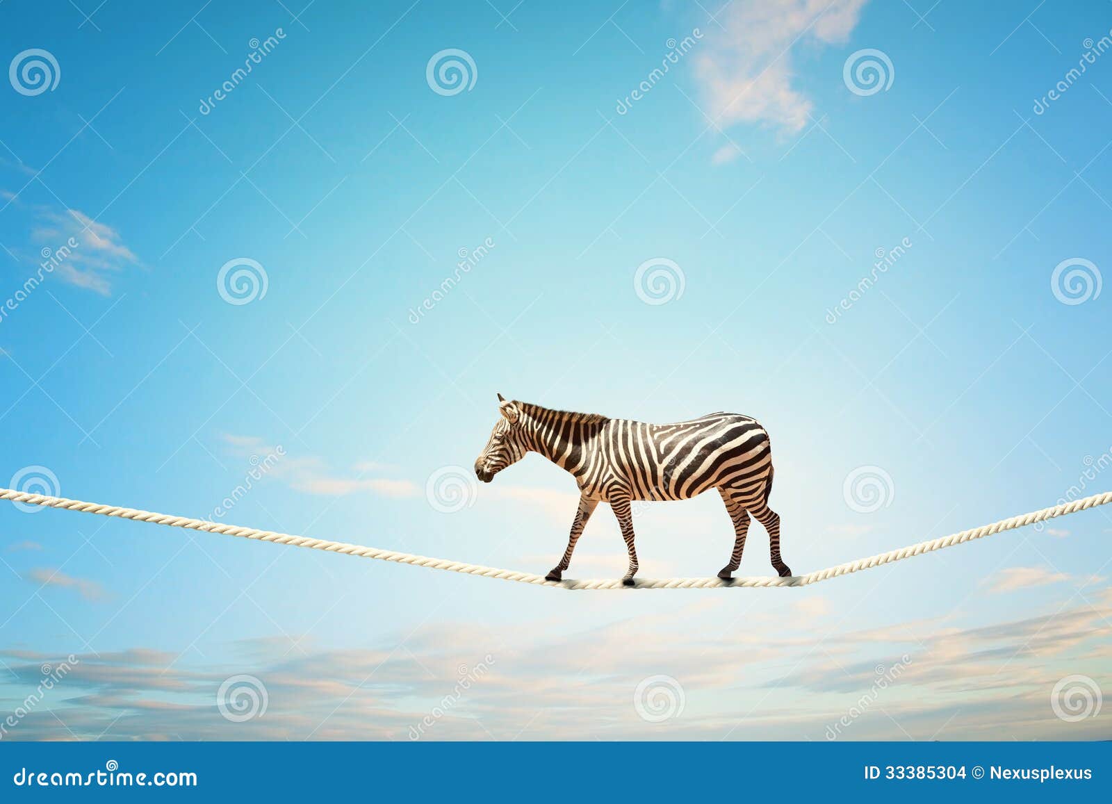 Zebra walking on rope stock photo. Image of thread, circus - 33385304