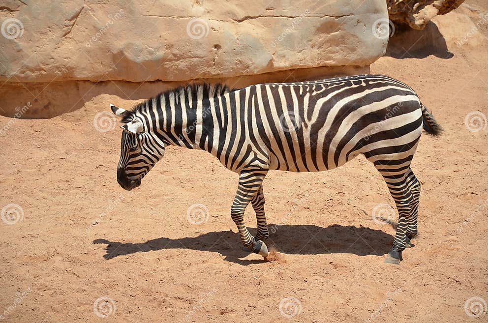 Zebra walking in the sand stock image. Image of savanna - 27257121