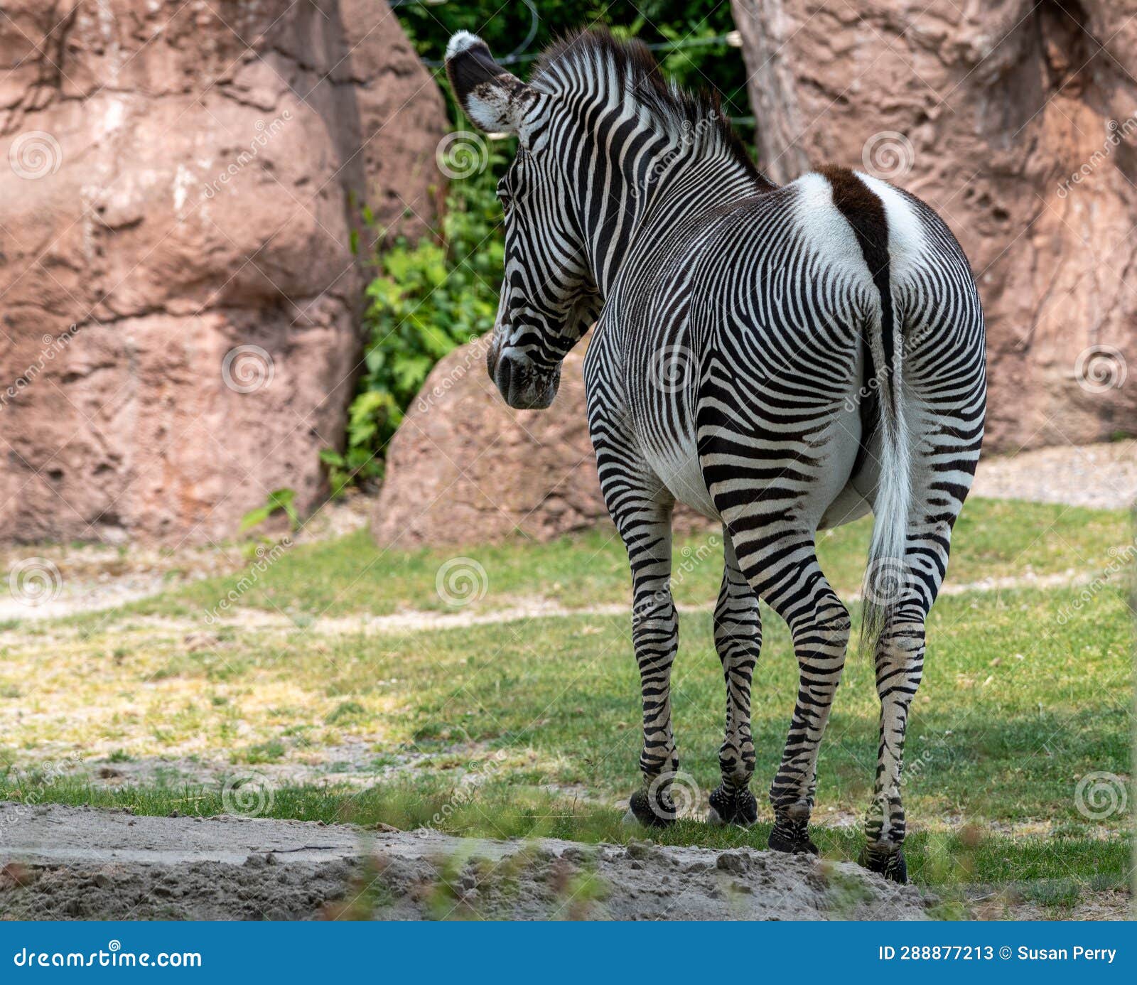 Zebra walking at the zoo stock image. Image of tiger - 288877213